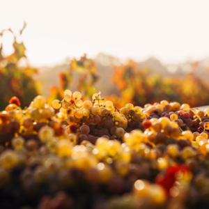 Château Rabaud-Promis Sauternes - Premier Grand Cru Classé 1855